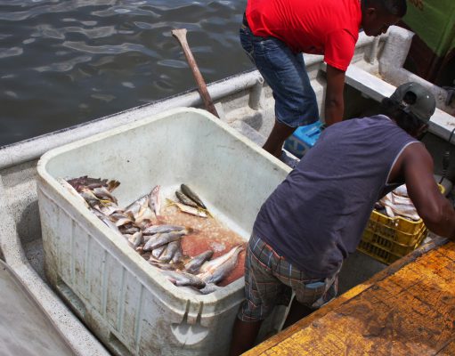 Love, Death, and Protein in Panama